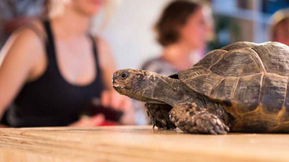 Wild Life Drawing with Jennie Webber | Carousel-London