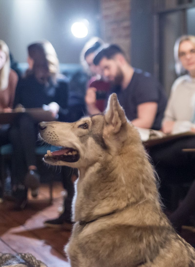 Wild Life Drawing with Jennie Webber | Carousel-London