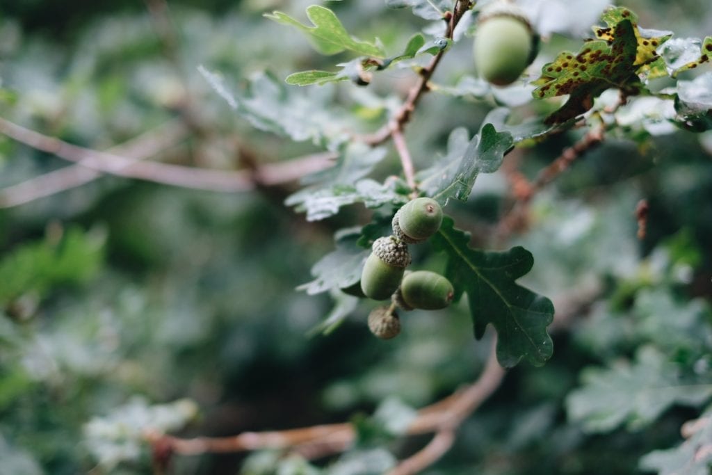 Foraging & Wild Cocktail Masterclass | Carousel-London