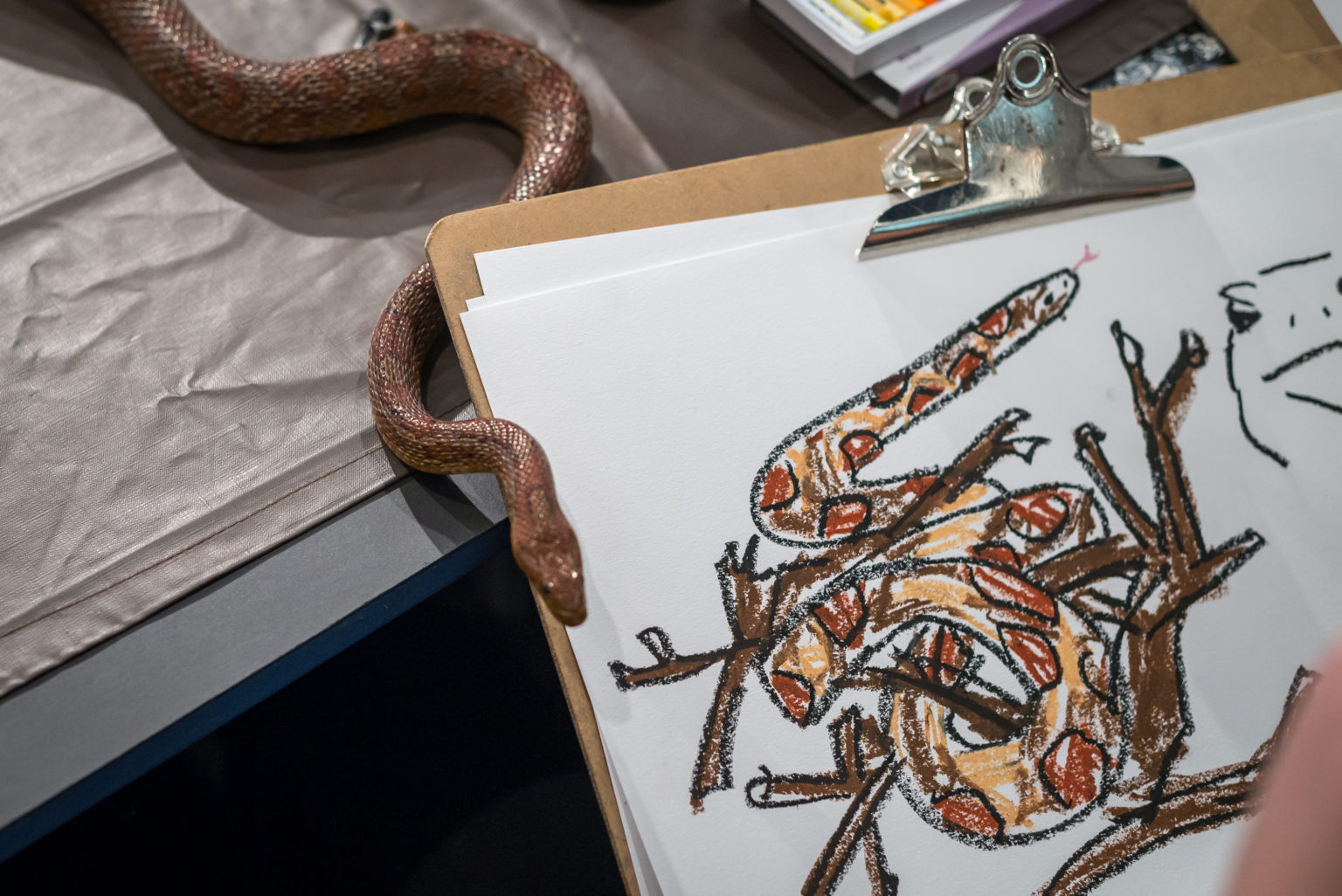 Wild Life Drawing | Carousel-London