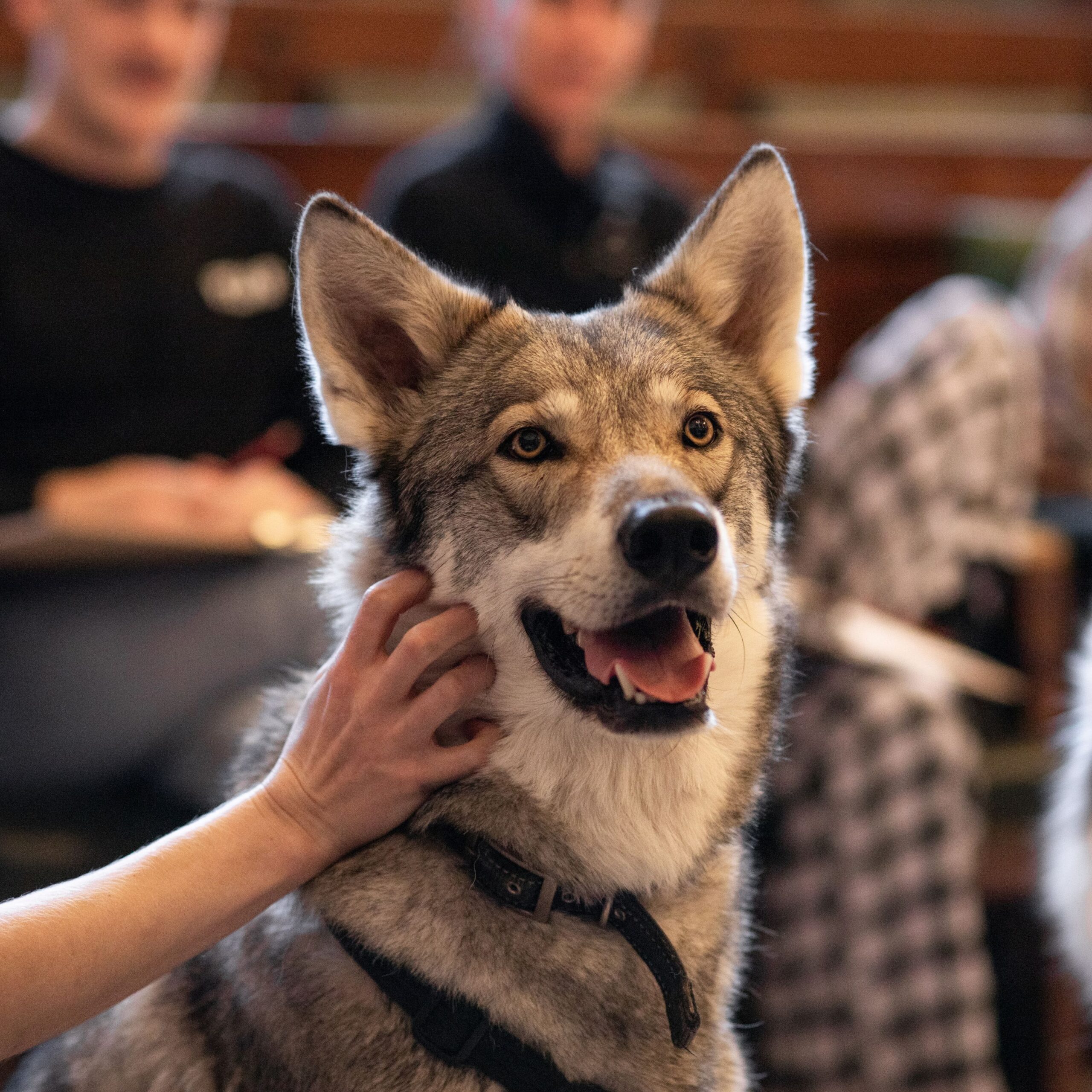 Wild Life Drawing - Wolves | Carousel-London